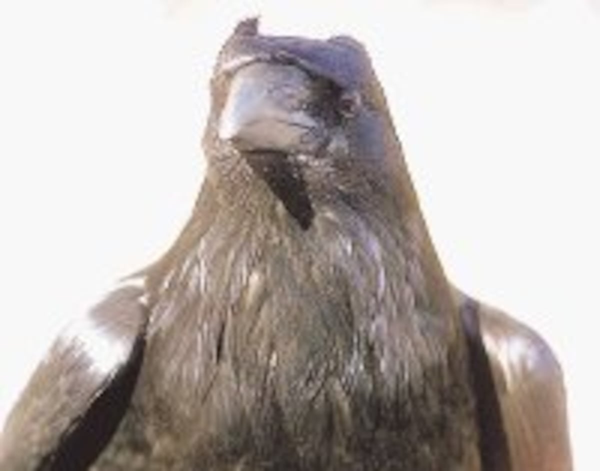 Las aves más inteligentes | La Prensa Panamá