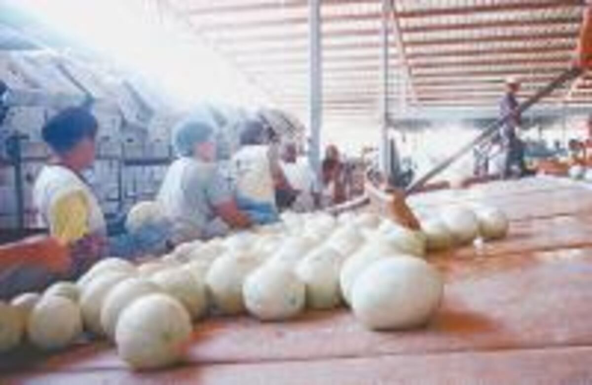 Melones y sandías, en su apogeo | La Prensa Panamá