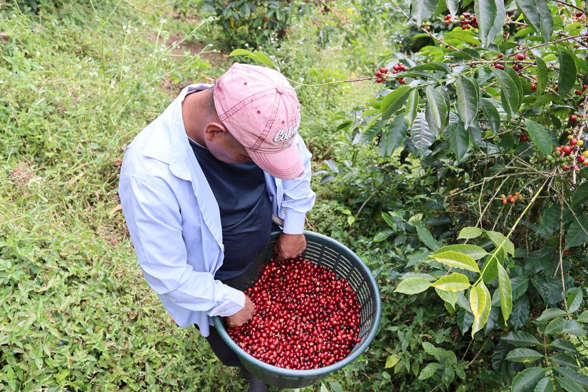 El café panameño y el país que se cultiva entre montañas | La Prensa Panamá