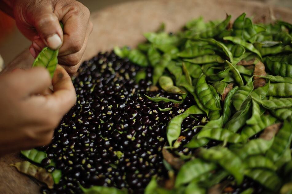 Guandú congelado mantiene su olor y sabor hasta por 75 días, confirma ...