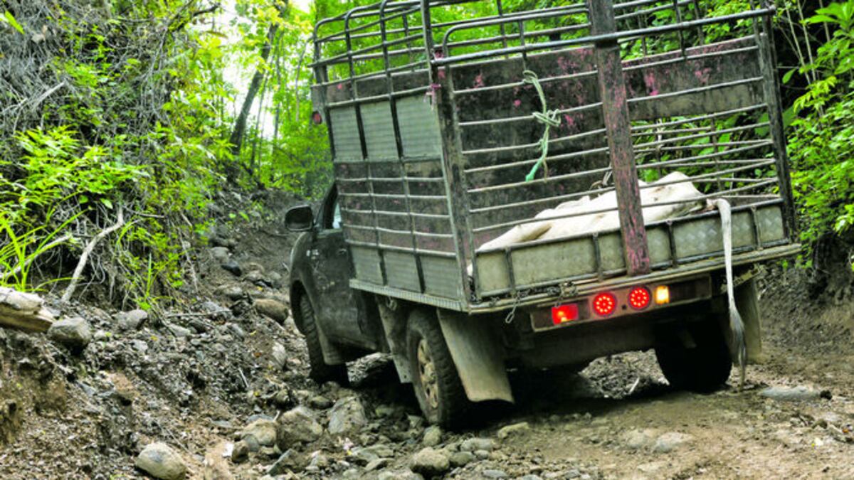 Con 111 años de fundación, Chimán exige su carretera | La Prensa Panamá